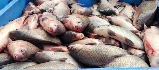 H&H Boneless Buffalo Fish Market – H&H Boneless Buffalo Fish Market